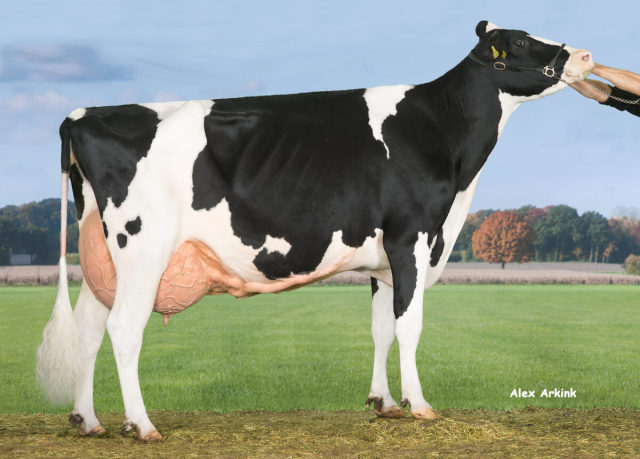 Koemarkt.nl - Roodbonte hoge genomic stier! - Melkvee - Holstein Frisian